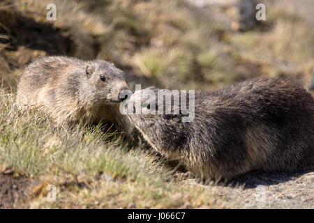Grossglockner, Austria´s highest mountain (3798 m), seen from the south ...