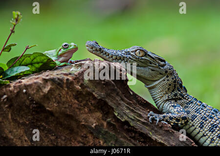A baby Saltwater crocodile (Crocodylus porosus) isolated on white ...