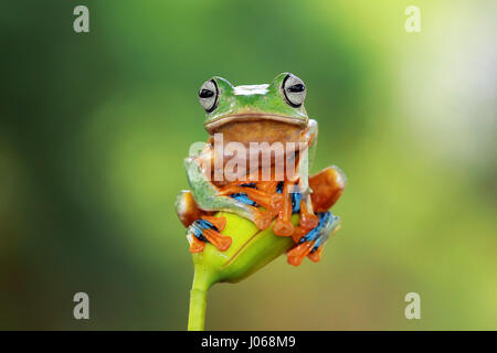 Green Tree frog pole dancing Stock Photo - Alamy