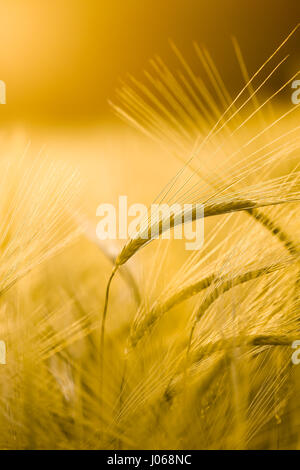 Barley field in golden glow of evening sun Stock Photo - Alamy
