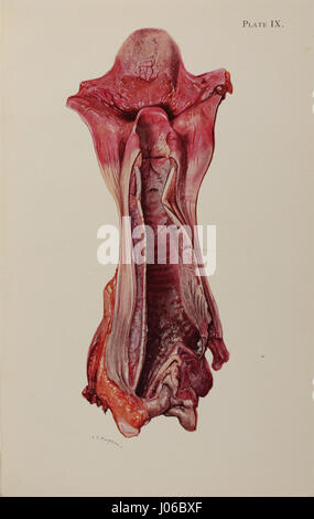 This illustration from 'An Atlas of Gas Poisoning' by the American Red ...