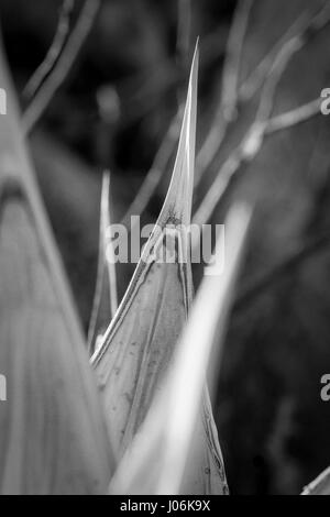 Dead Agave Plant Stock Photo - Alamy