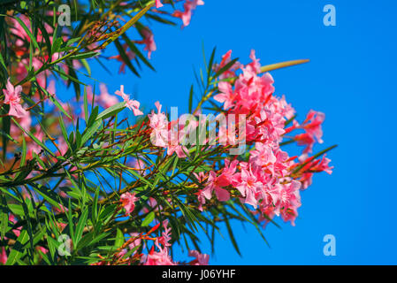 Bright pink oleander flowers against blue sky Stock Photo - Alamy