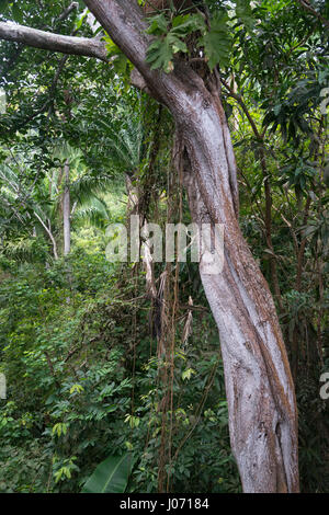 Trees in tropical rainforest, Yelapa, Jalisco, Mexico Stock Photo - Alamy