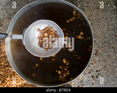 Boiling seed to encourage germination (scarification technique). A man ...