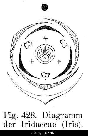 This diagram from a 19th-century anatomy and physiology reference ...