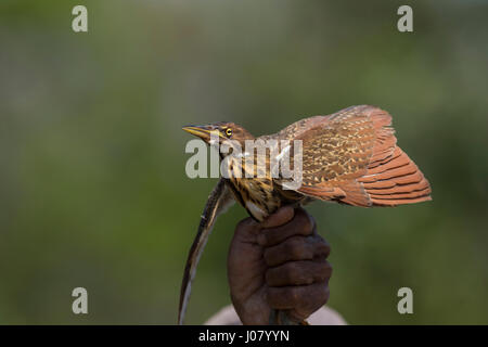 Cinnamon Bittern (Ixobrychus cinnamomeus Stock Photo - Alamy