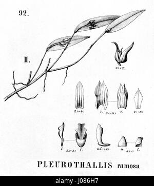 Acianthera ramosa, also known as Pleurothallis ramosa, is a species of ...