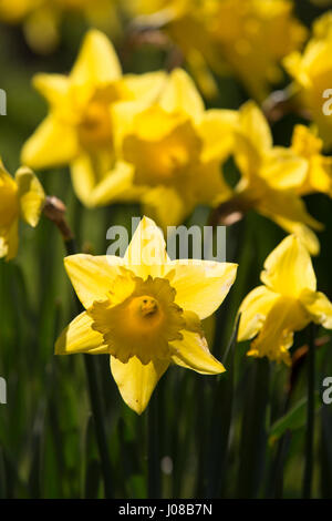 Spring daffodils flowering in Northumberland, England. The springtime ...
