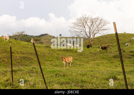Cattle in pasture in Belize Stock Photo - Alamy