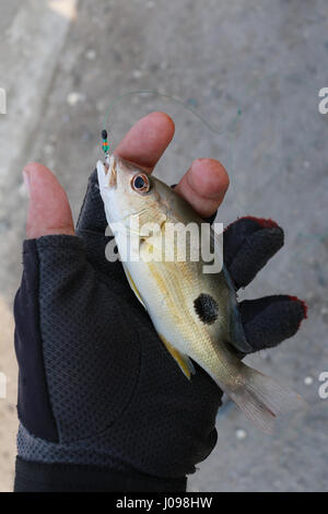 The Russell's snapper or Moses perch fish in the aquarium Stock Photo ...