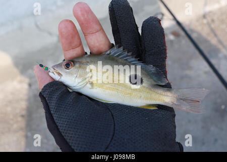 Russell's snapper or Moses perch on hand of fishing man Stock Photo - Alamy