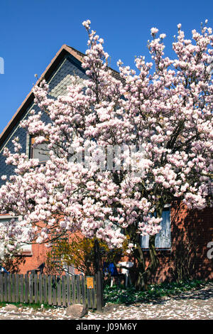 Spring tulip flowers in sunlight close up Stock Photo - Alamy