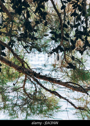 Branches of pine trees in Montenegro Stock Photo - Alamy