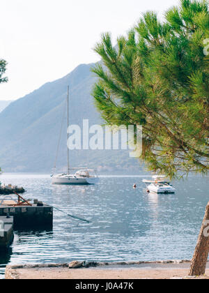 Branches of pine trees in Montenegro Stock Photo - Alamy