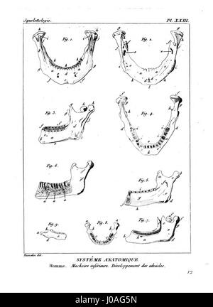 A series of anatomical plates depicting the human muscles, with Plate ...
