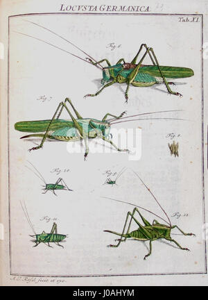 This historical work on insects by Johann Swammerdam is a pioneering ...