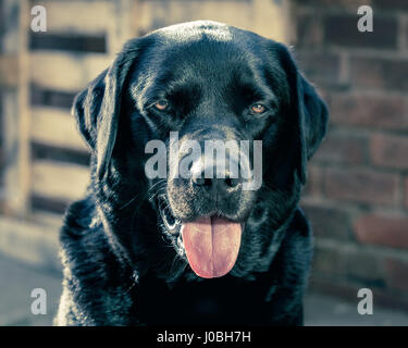 Black cute smile Labrador Retriever puppy on the mountain background ...