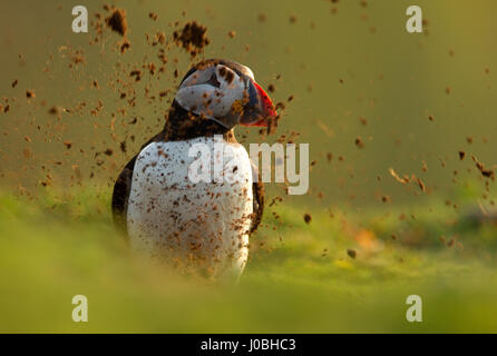 Puffin, nesting,burrow digging Stock Photo - Alamy