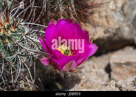 Calico flower. A close up of a calico flower (Aristolochia littoralis ...