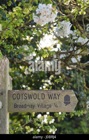 Cotswold Way sign post and tree blossom in spring in Broadway ...