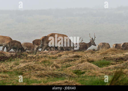 Truely wild Red Deer roaming freely across the open moors and hills in ...