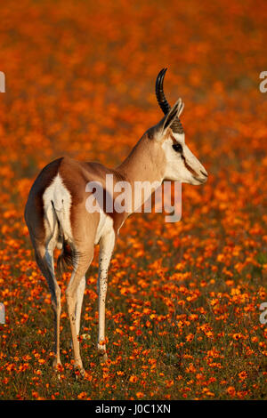 The rear view of a Springbok Stock Photo - Alamy