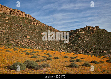 Namaqualand Daisy, Dimorphotheca, Sinuata, yellow, orange daisy ...