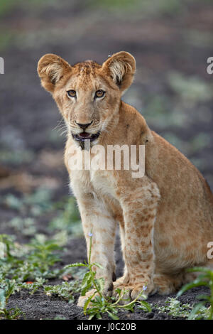 Lion (Panthera leo) and male cub nuzzling one another Stock Photo - Alamy