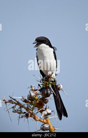Long-tailed fiscal, Lanius cabanisi, Meru National Park, Kenya Stock ...