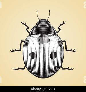 Ladybug beetle ladybird Illustration Fill and Outline Isolated on White ...