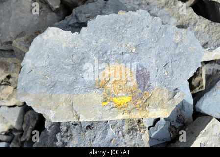 Collecting ammonite fossil in limestone rock Stock Photo - Alamy