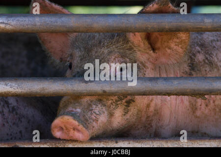 Pig in prison Stock Photo - Alamy