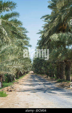 Date palm plantation, Janabiyah, Kingdom of Bahrain Stock Photo - Alamy