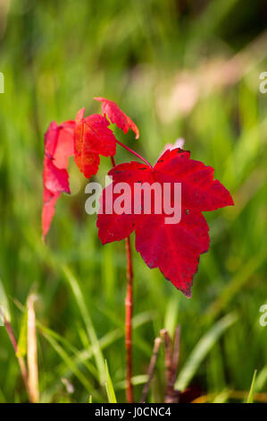 Red maple tree sapling with red autumn fall leaves among evergreen ...