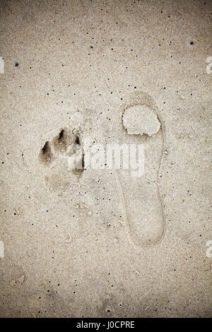 Dog paw imprint Stock Photo - Alamy