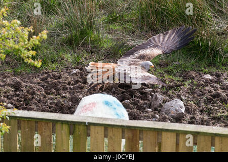 Red Kites (Milvus milvus) swooping around looking for food Stock Photo ...