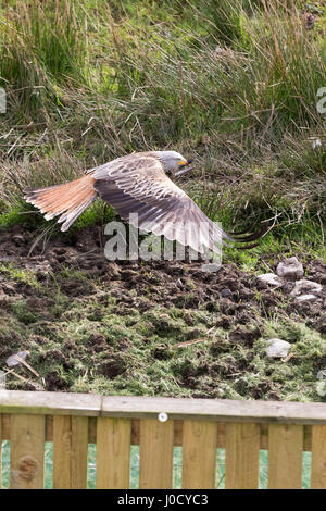Red Kites (Milvus milvus) swooping around looking for food Stock Photo ...