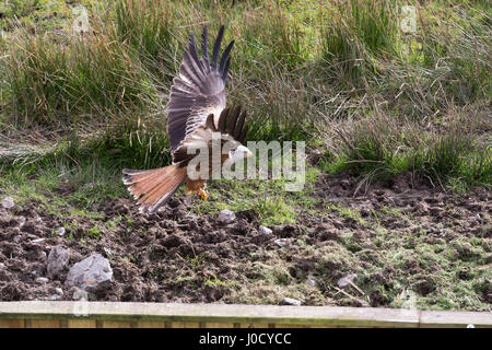 Red Kites (Milvus milvus) swooping around looking for food Stock Photo ...
