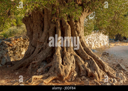 1600 years old olive tree. The ancient olive tree, one of the oldest ...