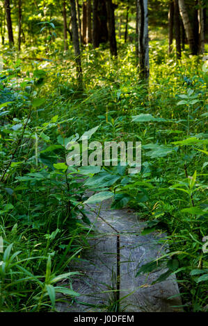 Forest pathway through the wilds Stock Photo - Alamy