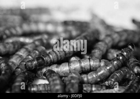 Close up of dried worm on the street Stock Photo: 19109283 - Alamy