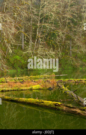 Battle Lake Trail, Siuslaw National Forest, Oregon Stock Photo - Alamy
