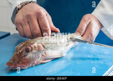 Preparing a fresh Red Gurnard fish for gutting and filleting Stock ...