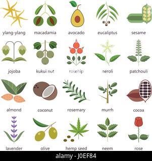 Jojoba icon flat vector. Beauty blossom. Botanical cosmetics isolated ...