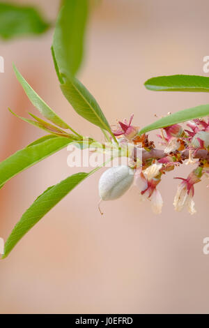 Almond tree branch with young growing almonds in the springtime Stock ...