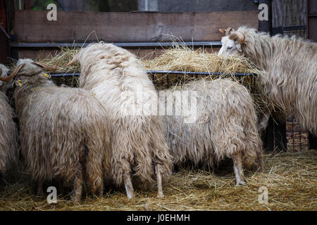Wallachian sheep, domestic sheep (Ovis orientalis aries Stock Photo - Alamy
