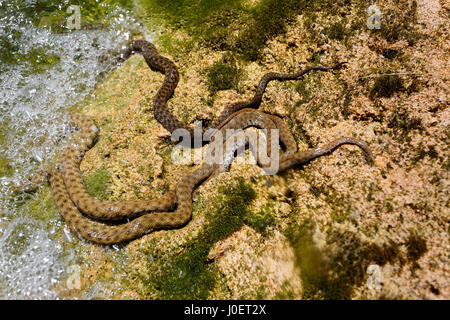 Dice snake (Natrix tessellata) in the water, Lake Balaton, Hungary ...