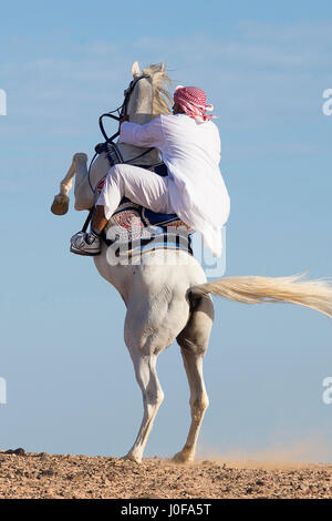 Arabian Horse. Rider in traditional dress on gray stallion galloping in ...