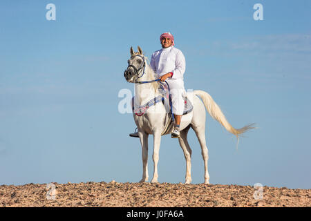 Arabian Horse. Rider in traditional dress on black stallion galloping ...